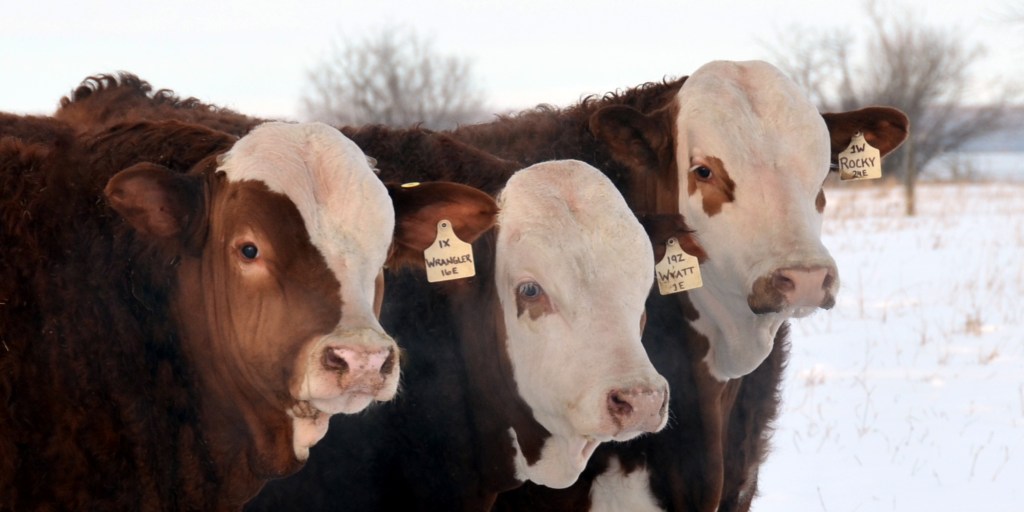 Transcon Livestock | Applecross Cattle