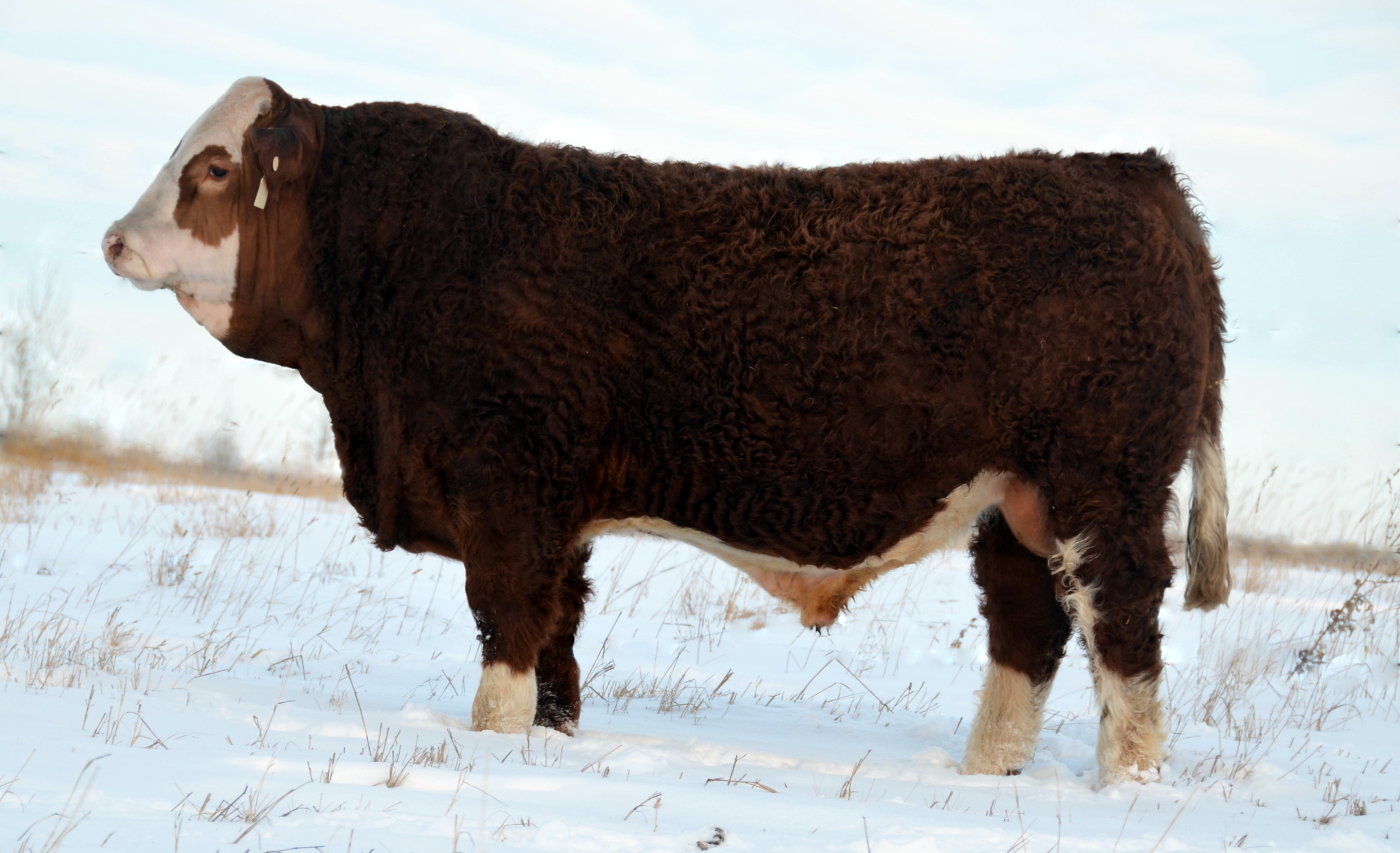 APLX Wrangler 16E | Applecross Cattle
