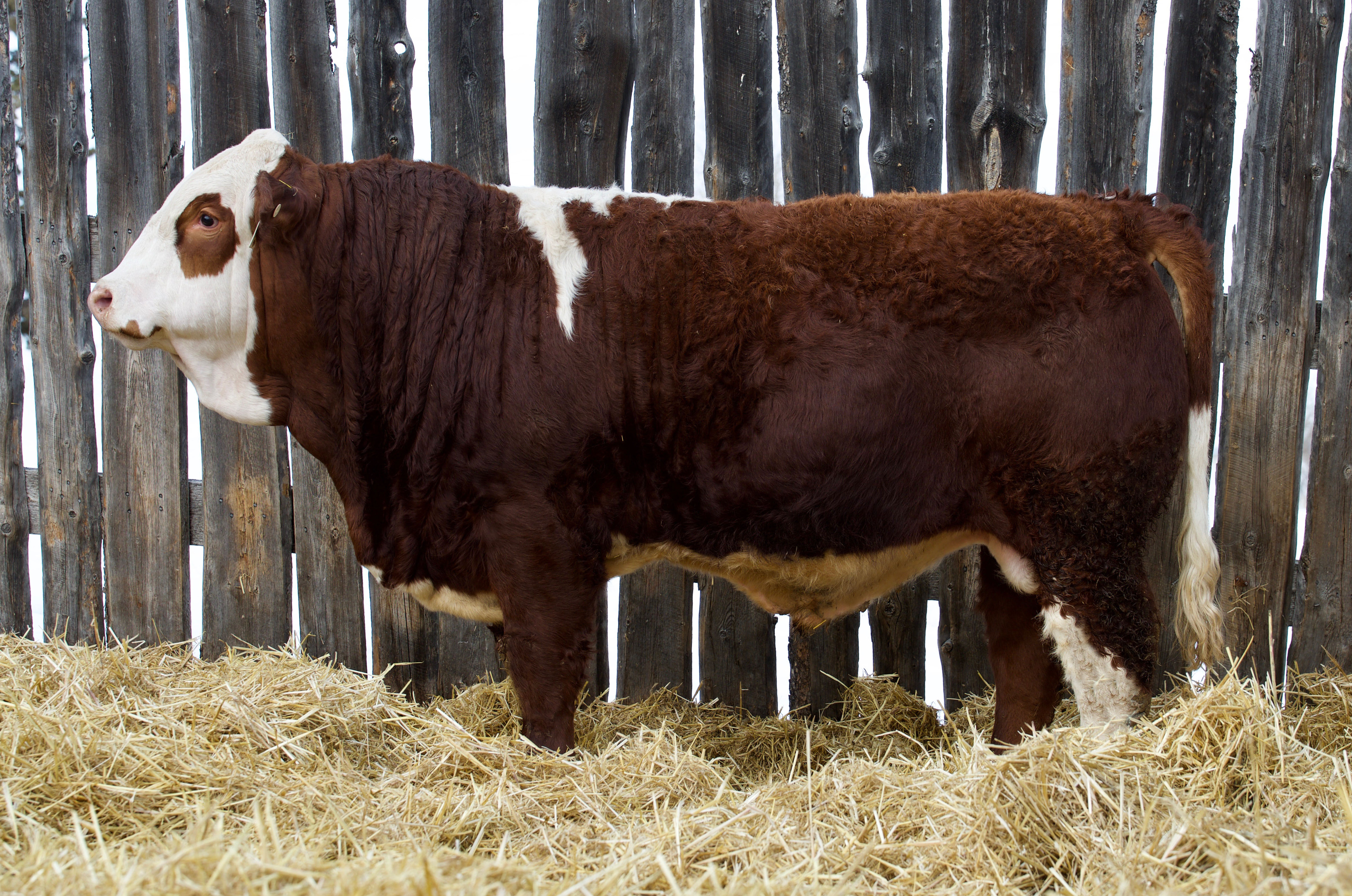 APLX Denver 166E | Applecross Cattle