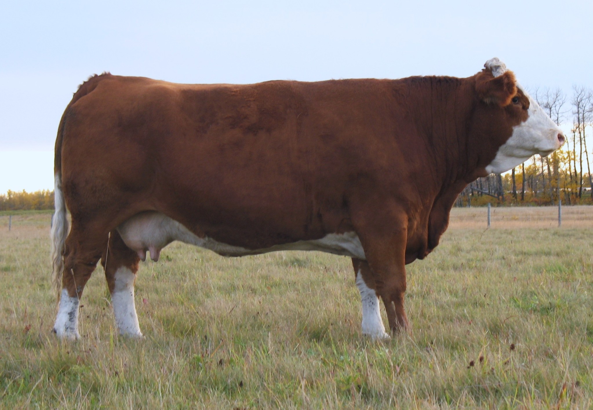 Transcon Livestock | Applecross Cattle