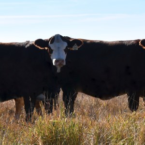 Transcon Livestock | Applecross Cattle