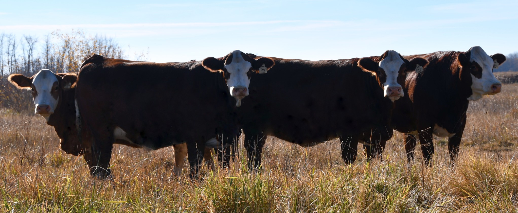 Transcon Livestock | Applecross Cattle