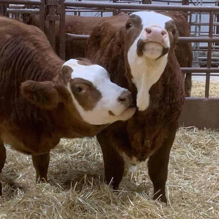 Transcon Livestock | Applecross Cattle