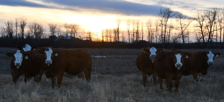 Transcon Livestock | Applecross Cattle