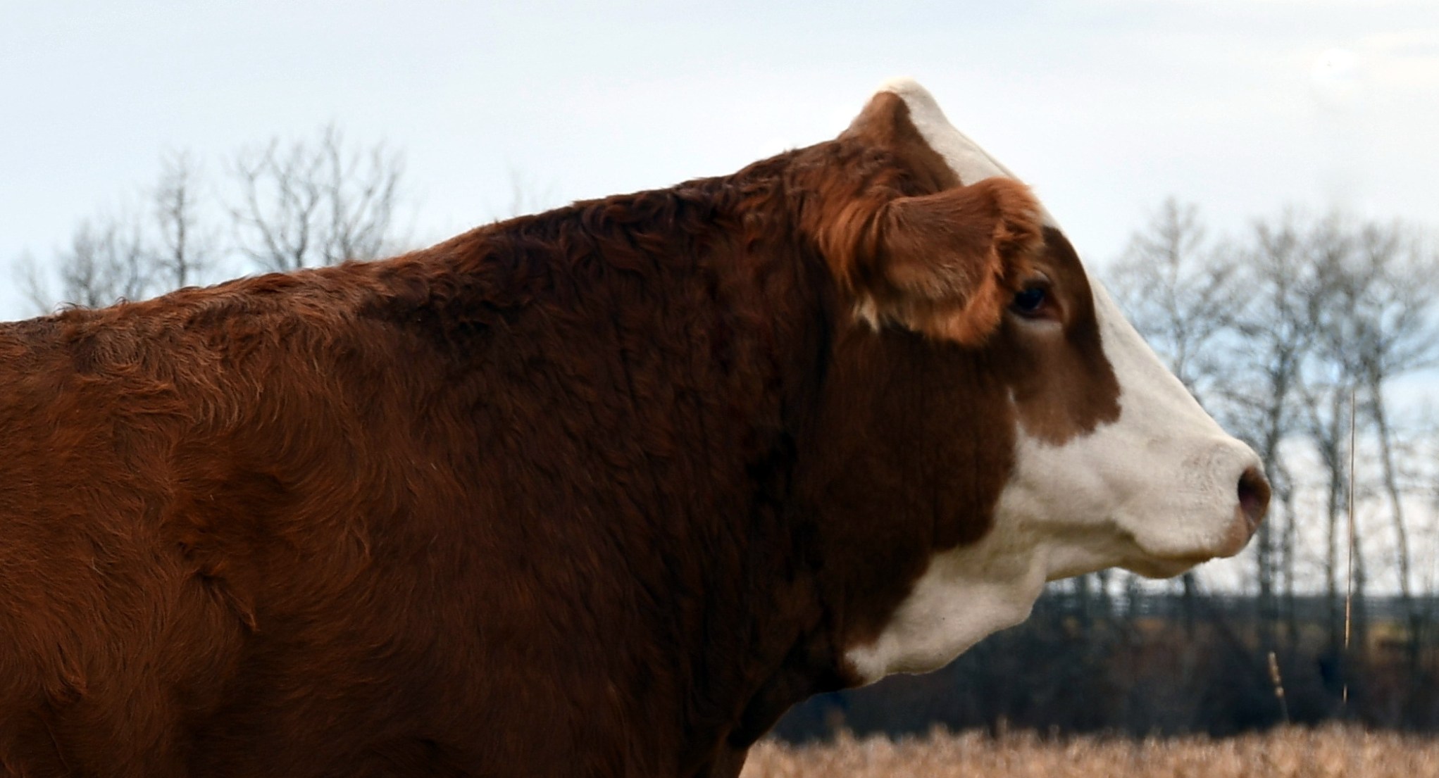 Transcon Livestock | Applecross Cattle