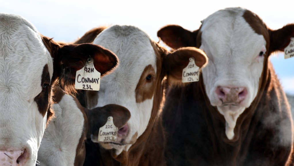 Transcon Livestock | Applecross Cattle