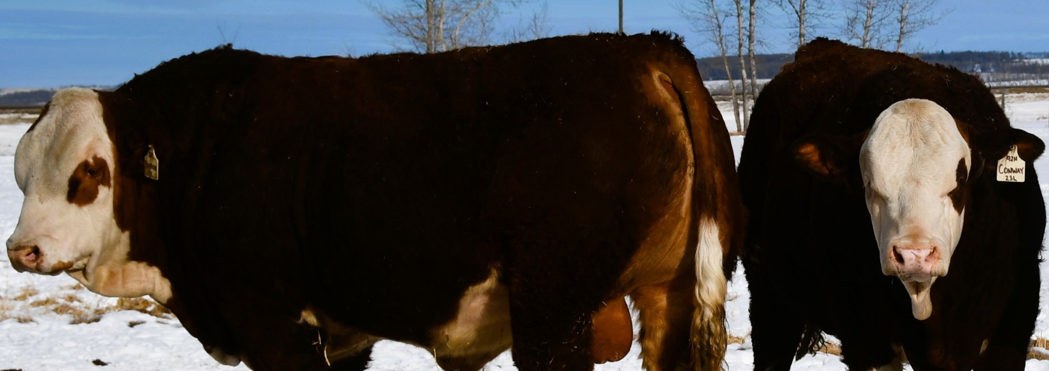 Transcon Livestock | Applecross Cattle