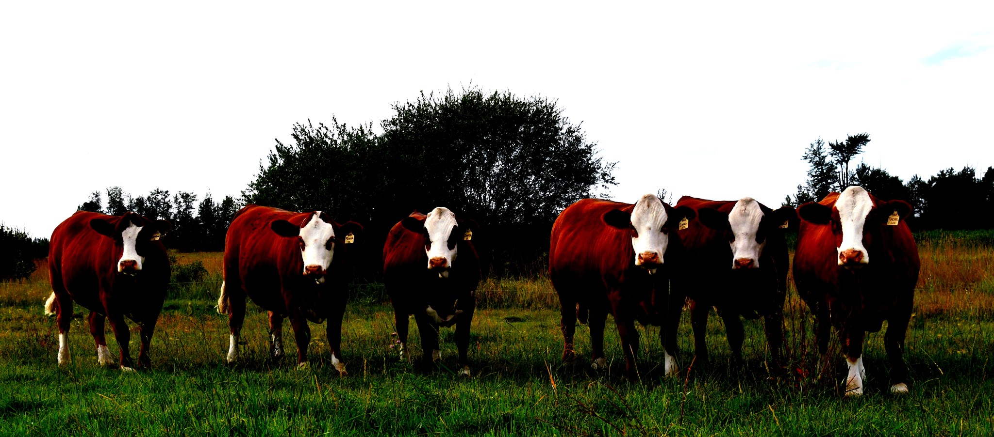 Transcon Livestock | Applecross Cattle